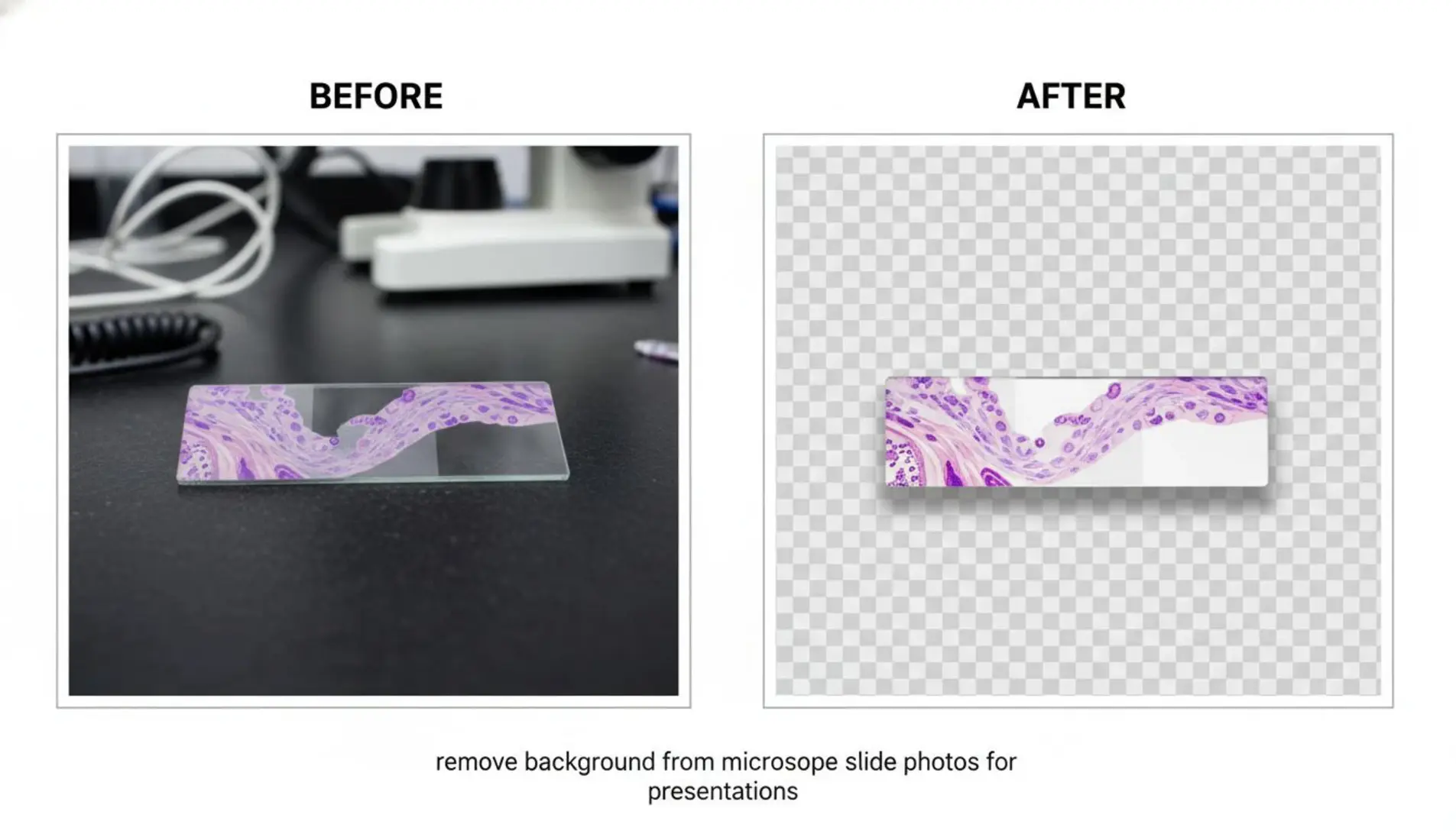 Remove Background from Microscope Slide Photos for Presentations Easily ...